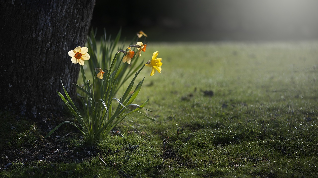 Spring is on Her way - how to spot the signs of spring